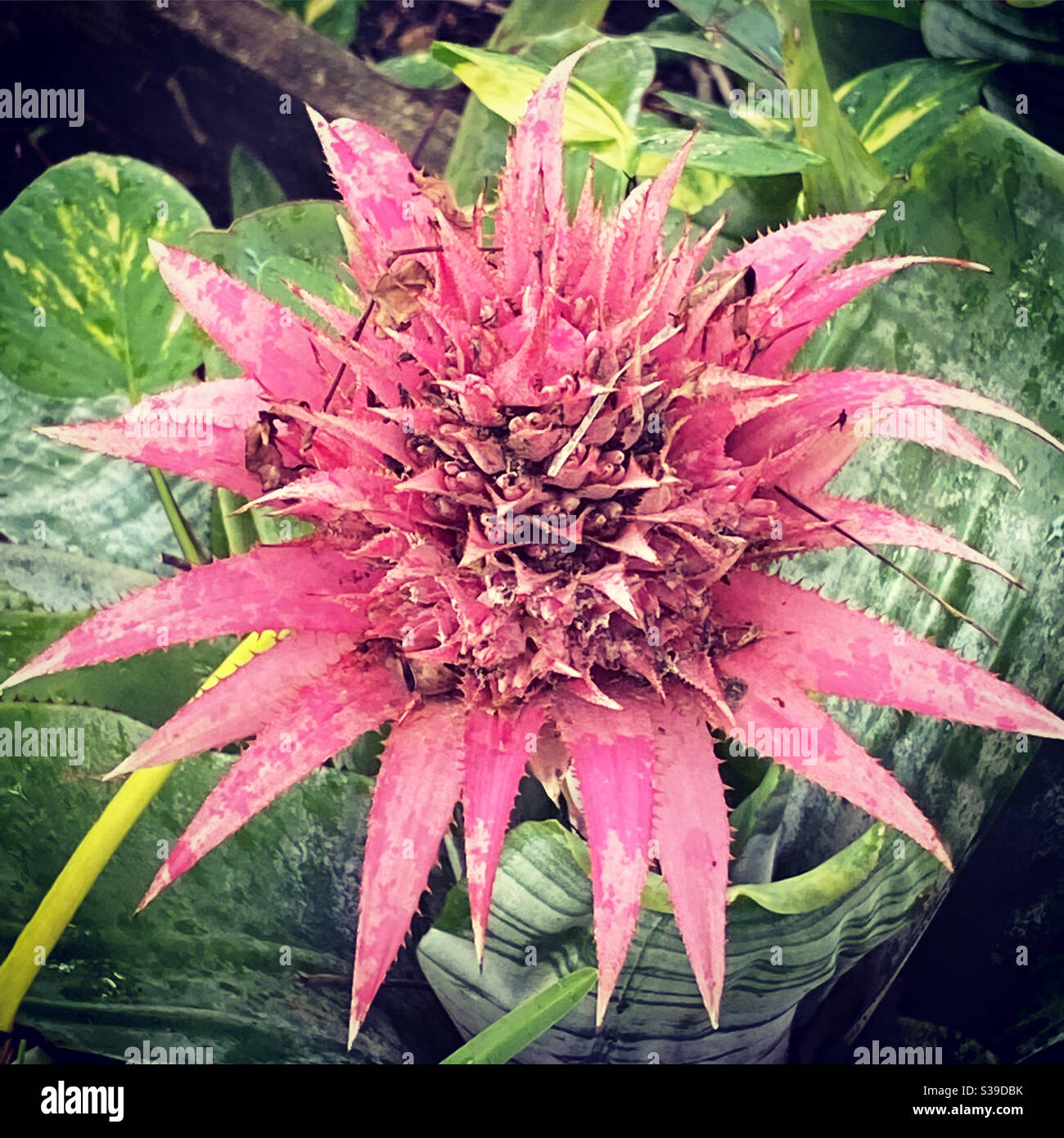 Florida tropical hi-res stock photography and images - Alamy