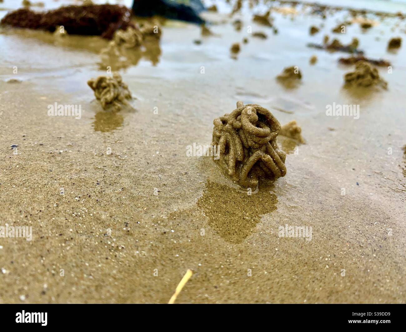 Sandworms hi-res stock photography and images - Alamy