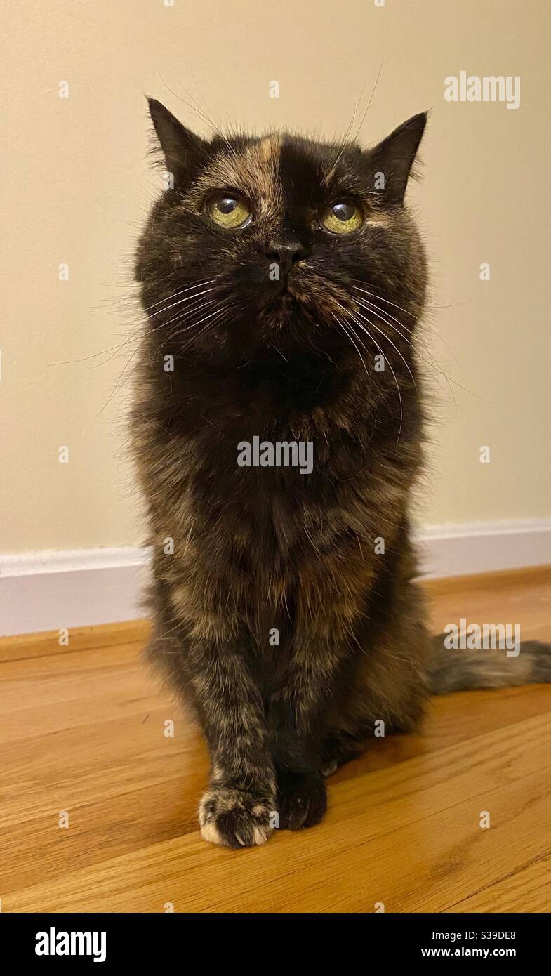 Tortoise shell cat hi-res stock photography and images - Alamy