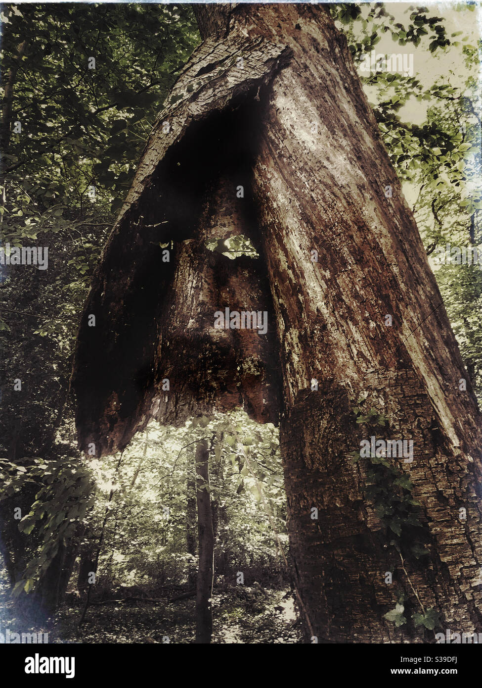 Scary looking trees hi-res stock photography and images - Alamy