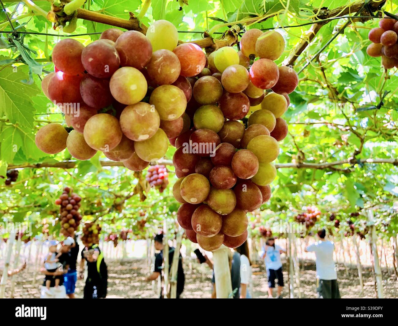Grapes farm hi-res stock photography and images - Alamy
