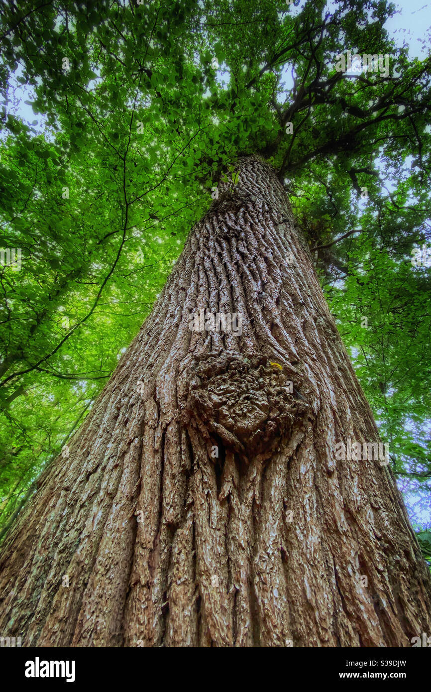 Knot in tree trunk. Looking up trunk towards branches Stock Photo - Alamy