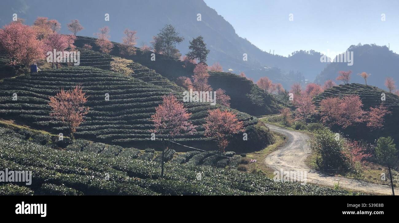 Doi che hi-res stock photography and images - Alamy