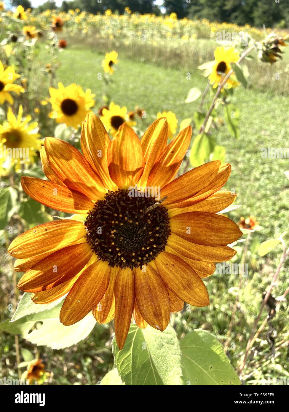 Orange sunflower hi-res stock photography and images - Alamy