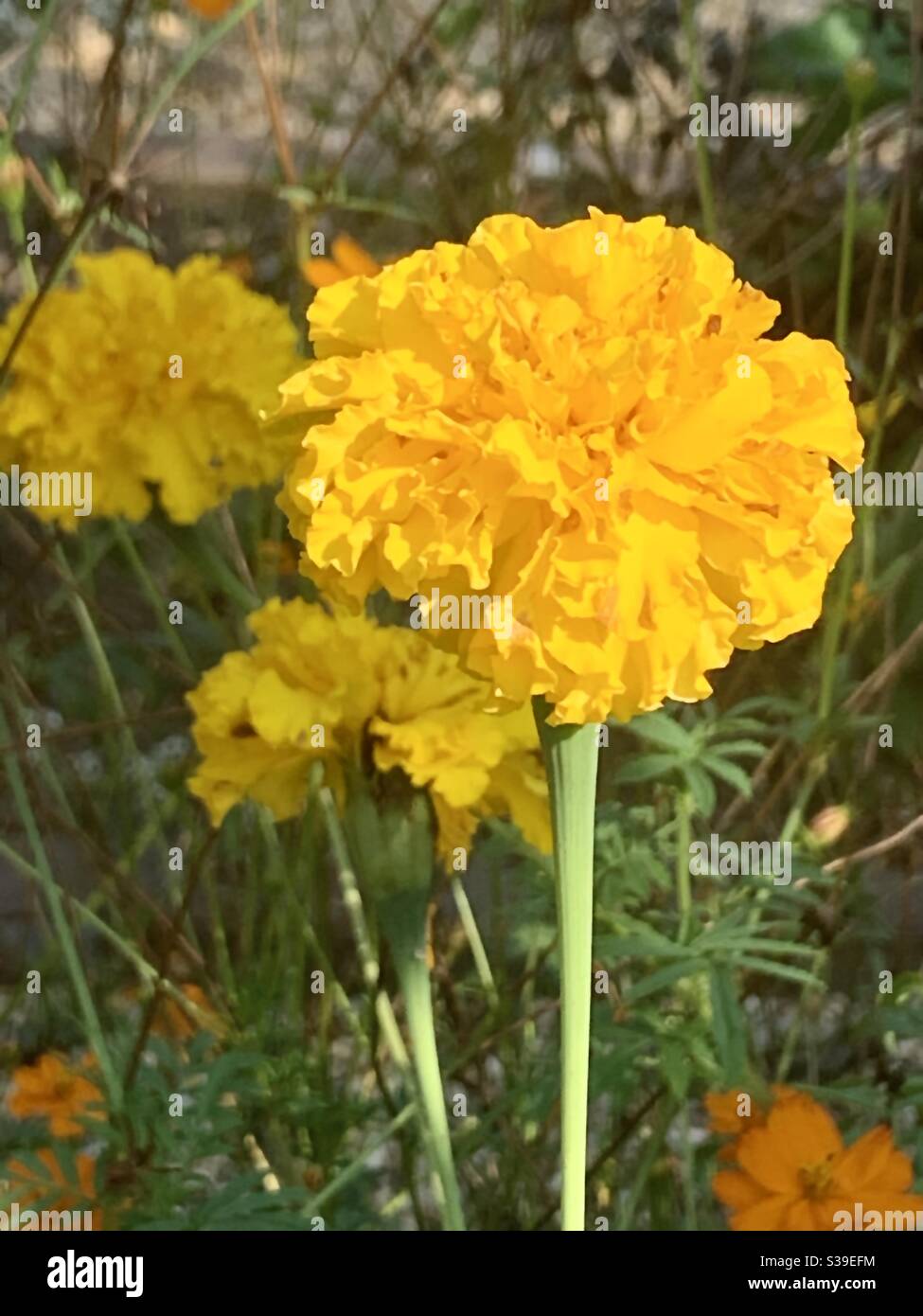 Mexican marigold hi-res stock photography and images - Alamy