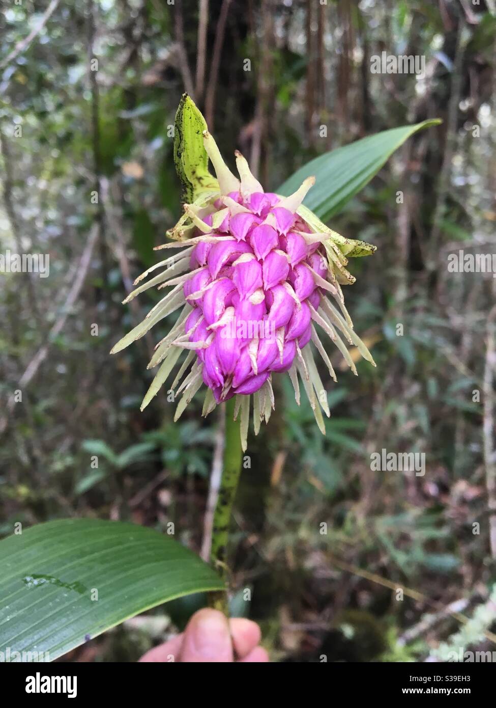 Flor andina hi-res stock photography and images - Alamy