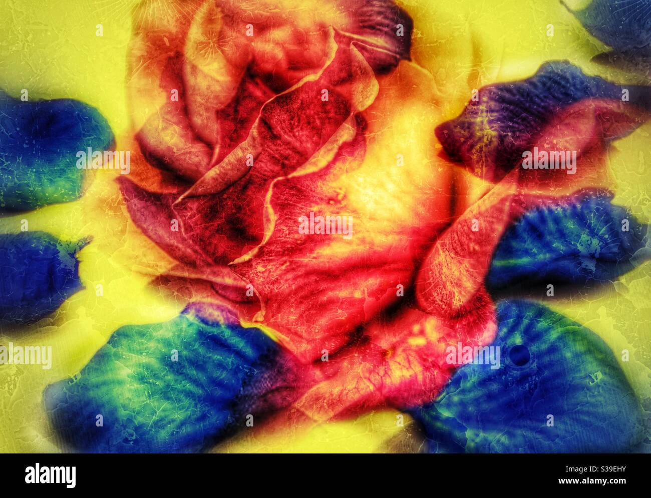 Rose petals art hi-res stock photography and images - Alamy