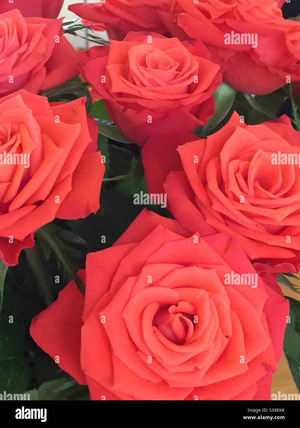 Coral roses hi-res stock photography and images - Alamy