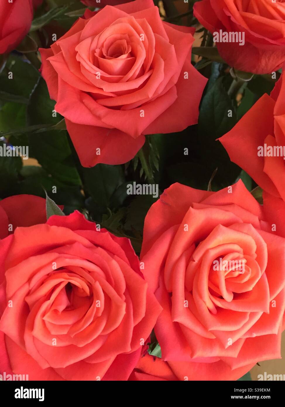 Coral coloured roses Stock Photo - Alamy