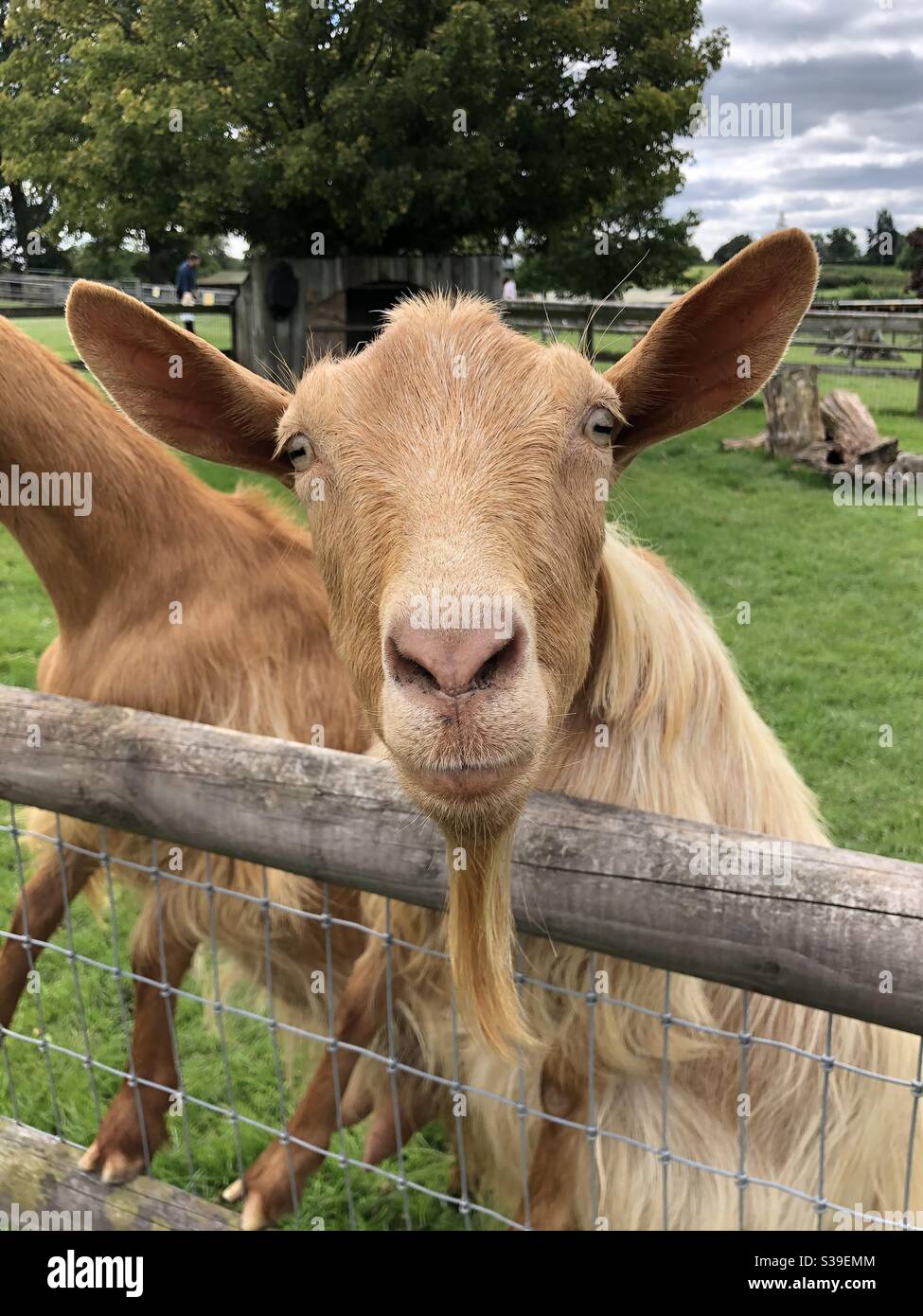 Hairy goat hi-res stock photography and images - Alamy
