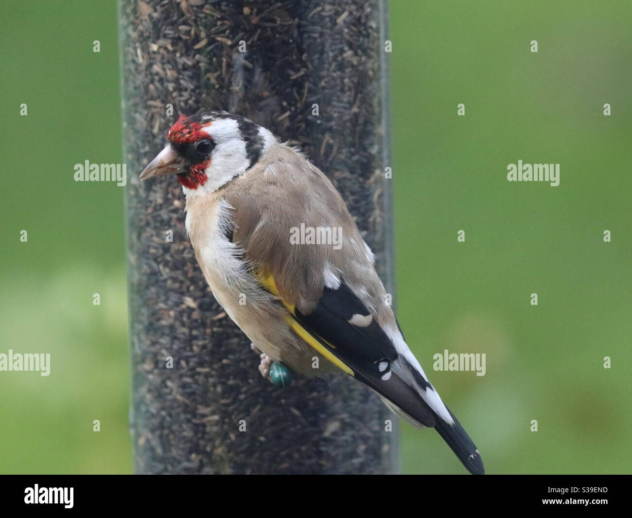 Goldfinch and feeder hi-res stock photography and images - Alamy