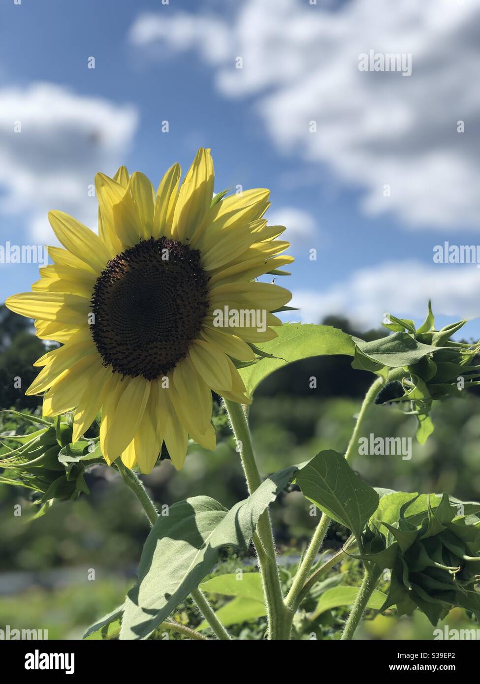 Happy day sunflower hi-res stock photography and images - Alamy