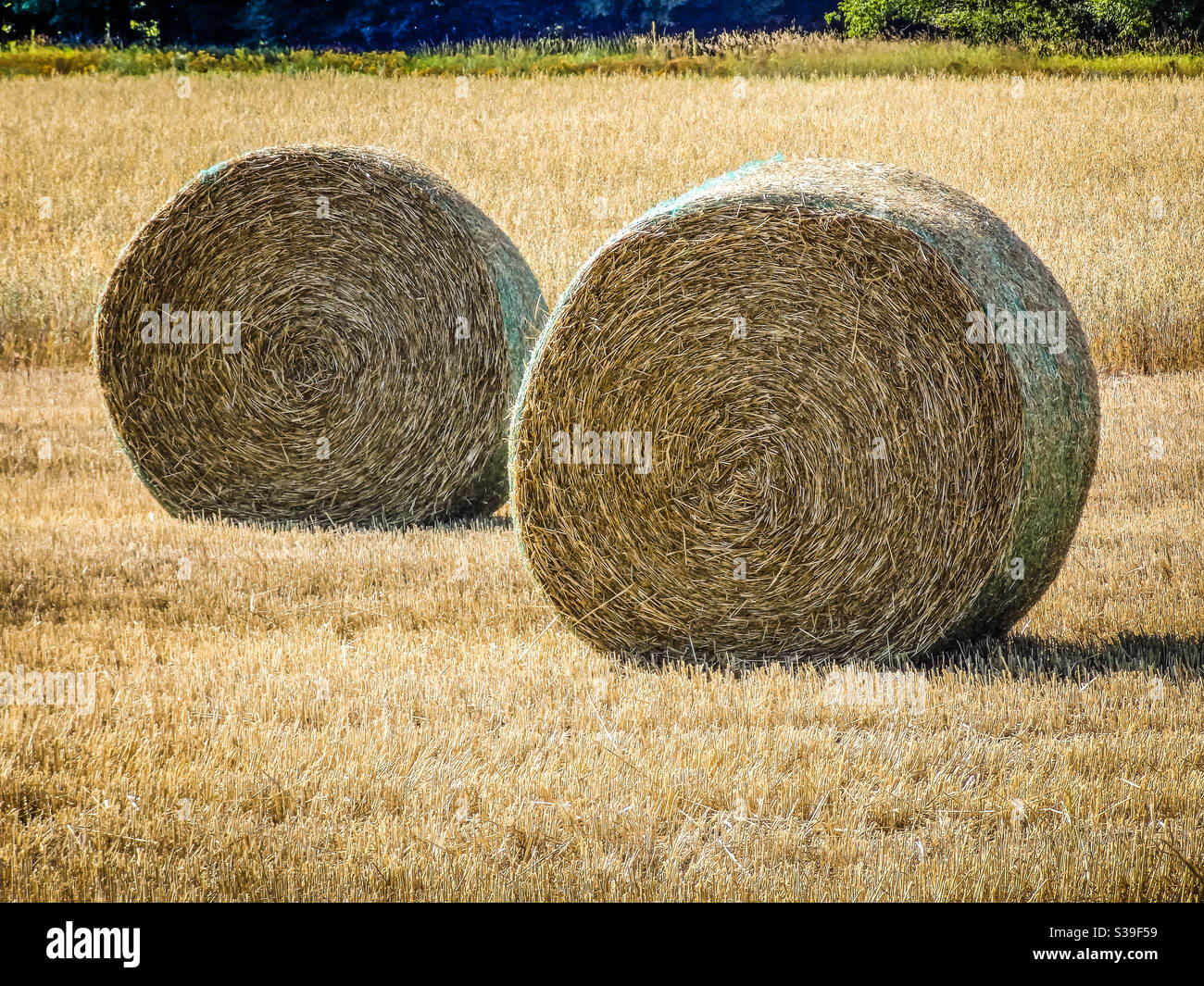 Rolled hay bales hi-res stock photography and images - Alamy