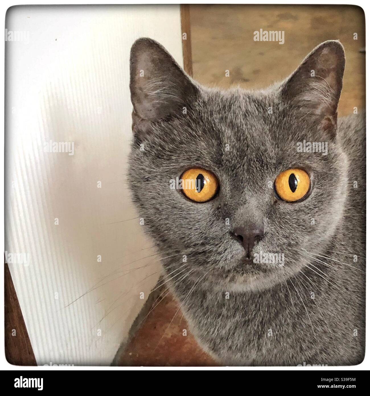 British shorthair cat in the British blue colour Stock Photo - Alamy