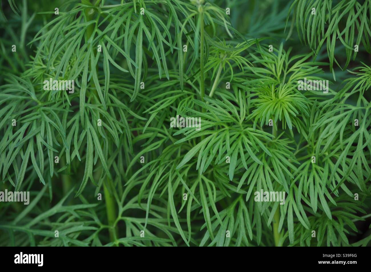 From madeira hi-res stock photography and images - Alamy