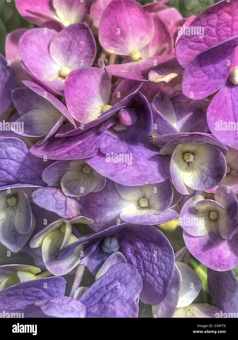 Hydrangea bloom close up Stock Photo - Alamy