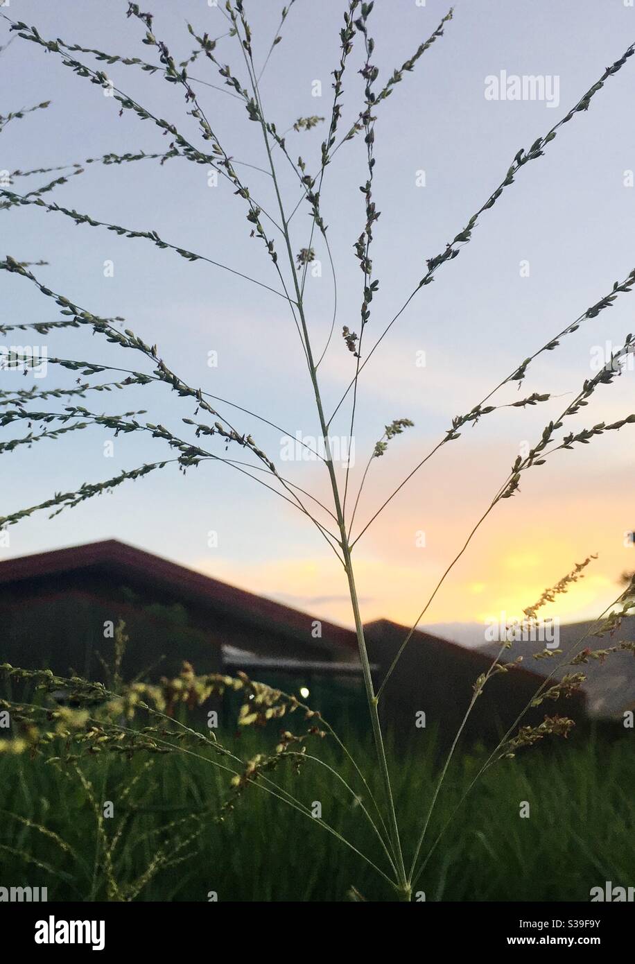 Photo of a weed hi-res stock photography and images - Alamy