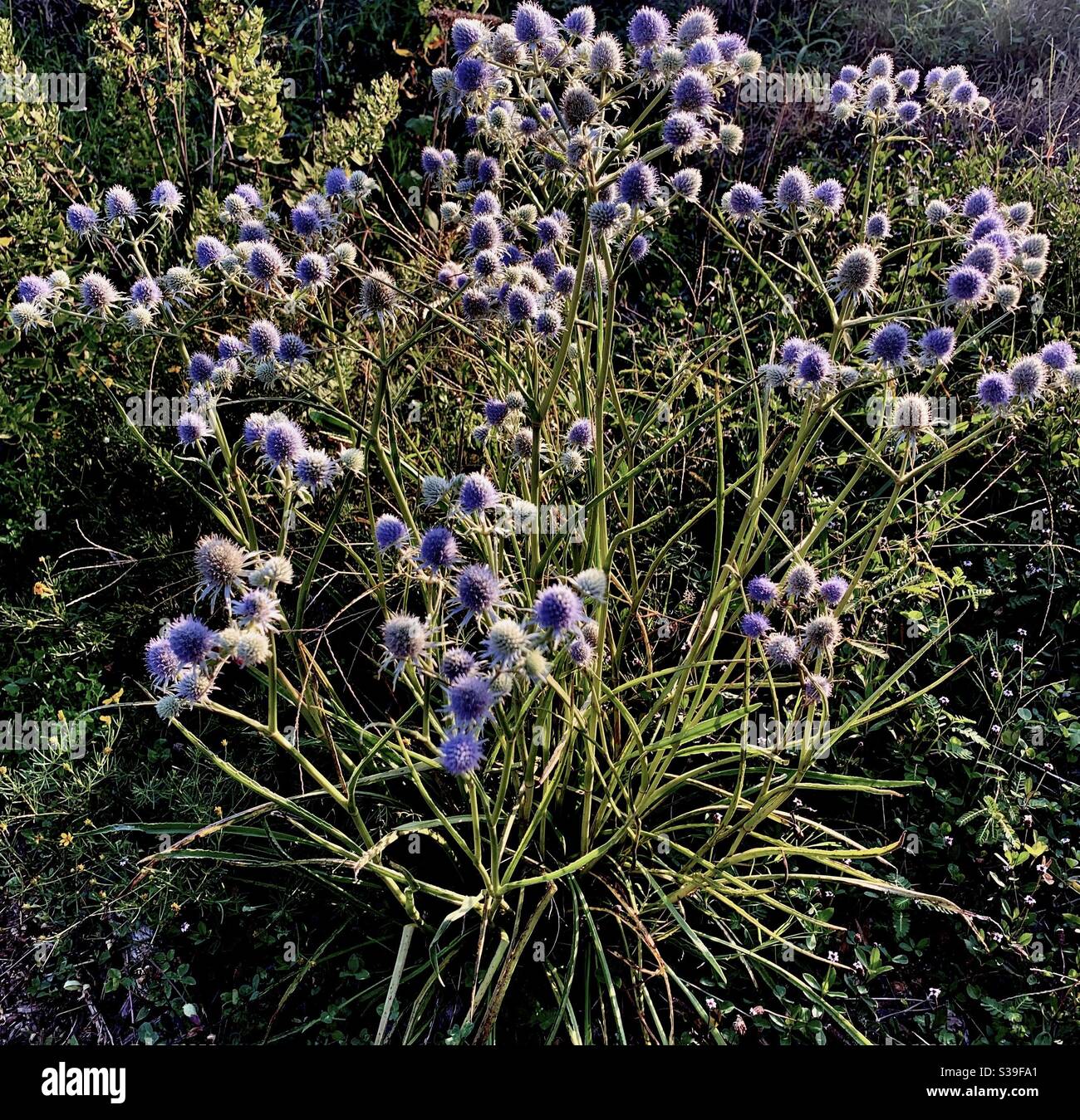 Beautiful Blue Wildflowers, Botanical Gardens, South Carolina Stock ...