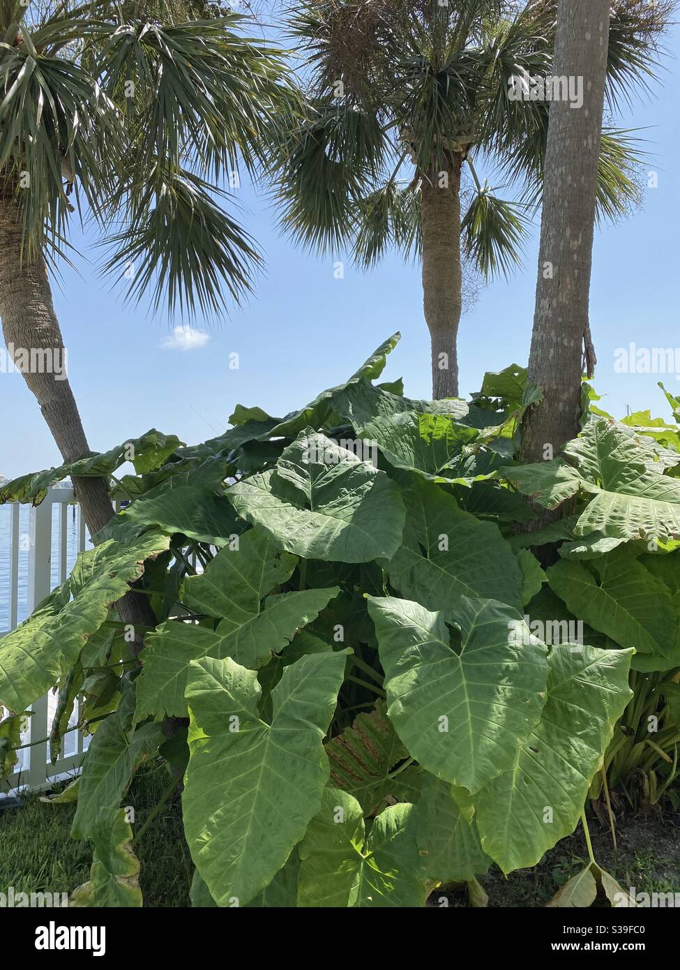Giant taro hi-res stock photography and images - Alamy