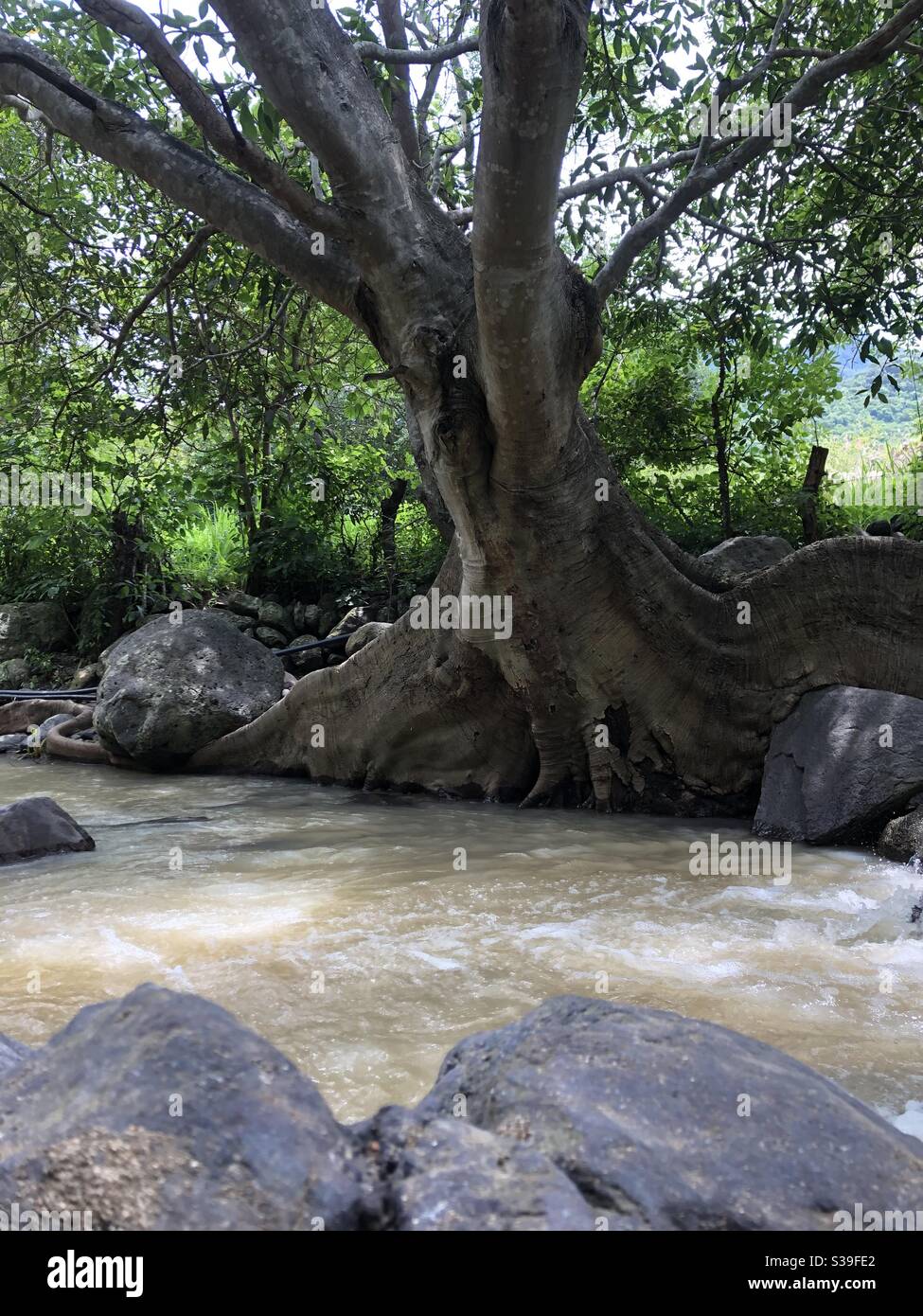 Trees rivers creeks hi-res stock photography and images - Alamy