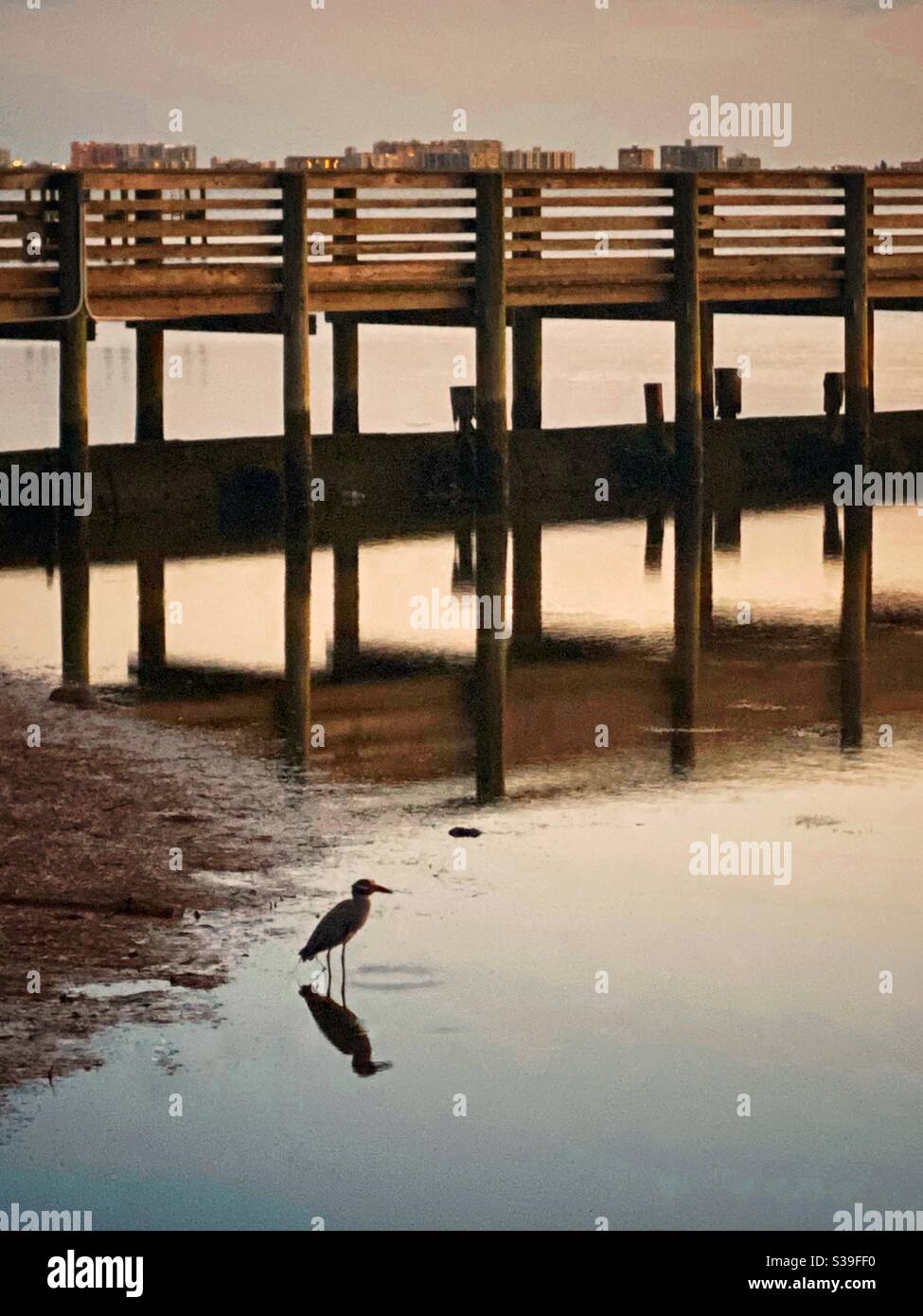Shorebird finds peace below the pier in St Joseph Sound, Dunedin ...