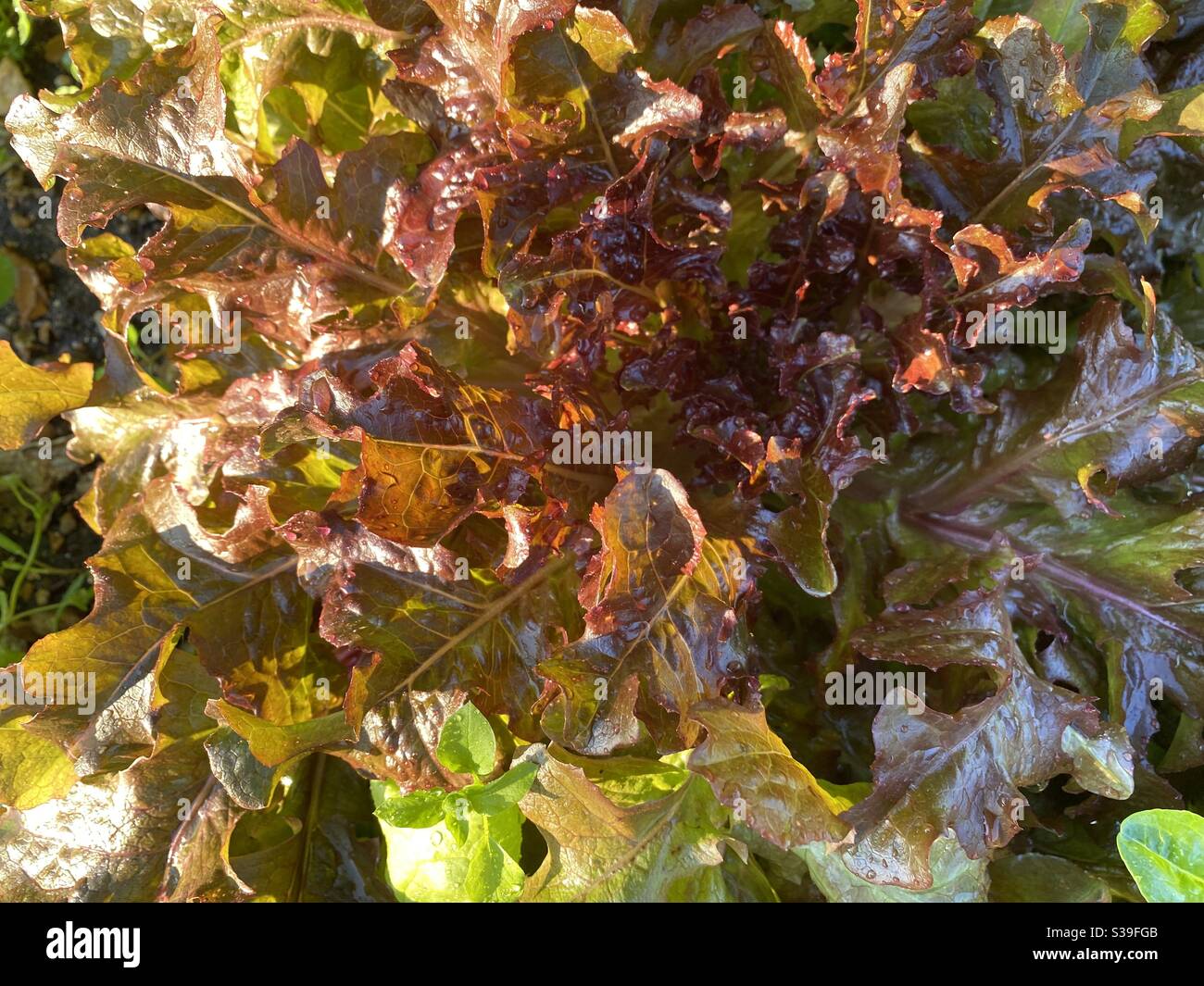 Crispy red hi-res stock photography and images - Alamy