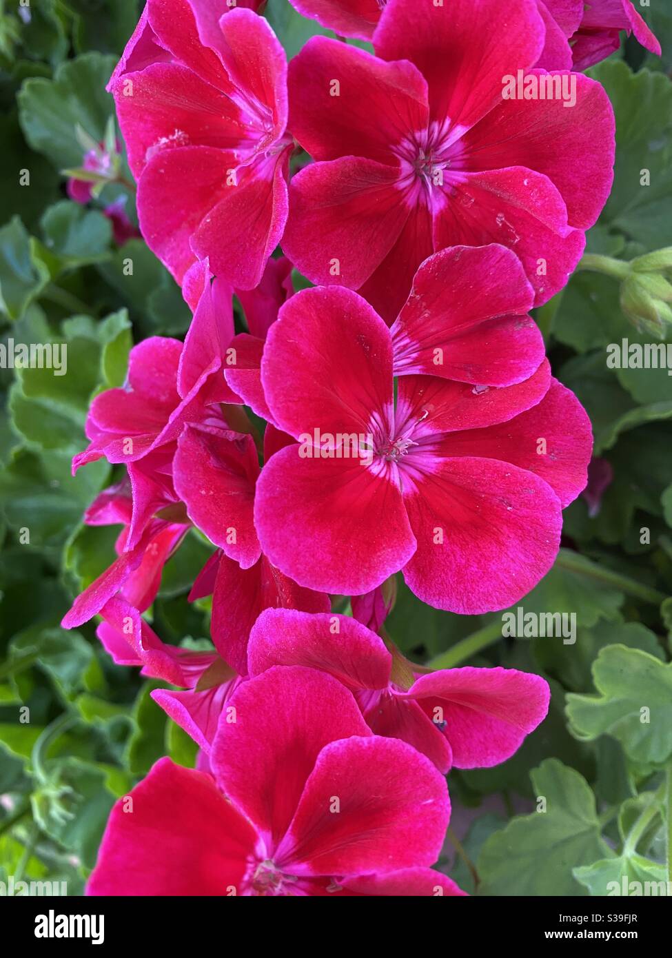 Geraniums in bloom hi-res stock photography and images - Alamy