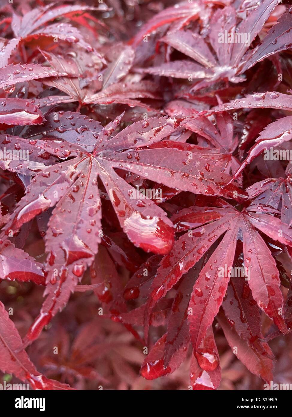 Dark red acer hi-res stock photography and images - Alamy