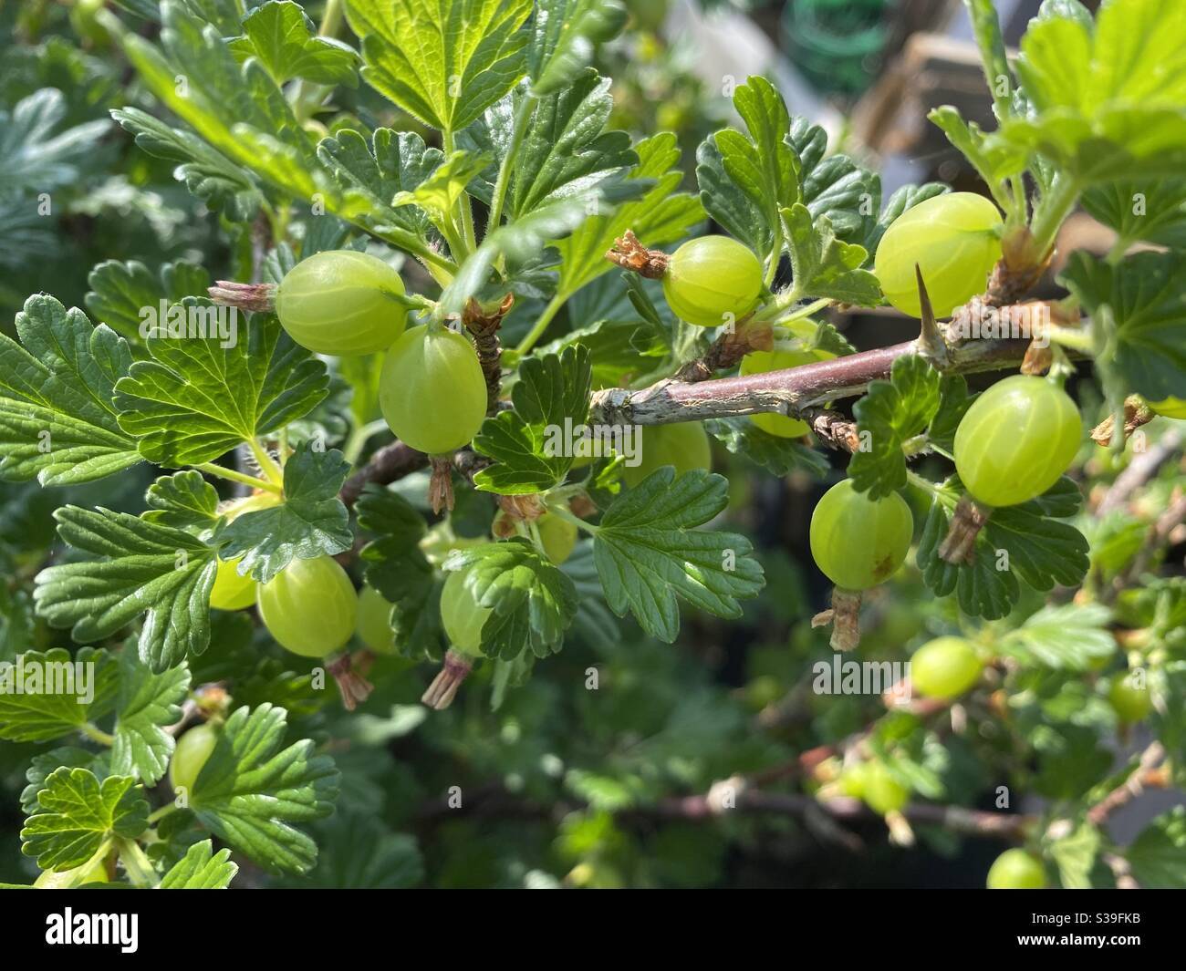 Baby gooseberries hi-res stock photography and images - Alamy
