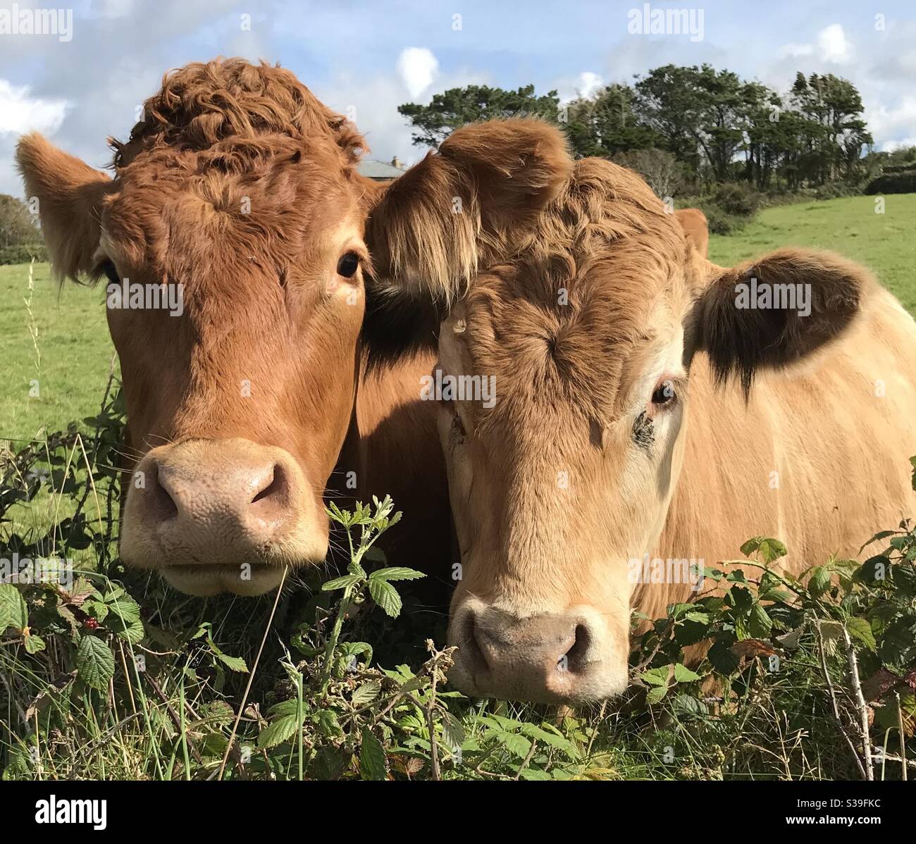 Beautiful cows hi-res stock photography and images - Alamy