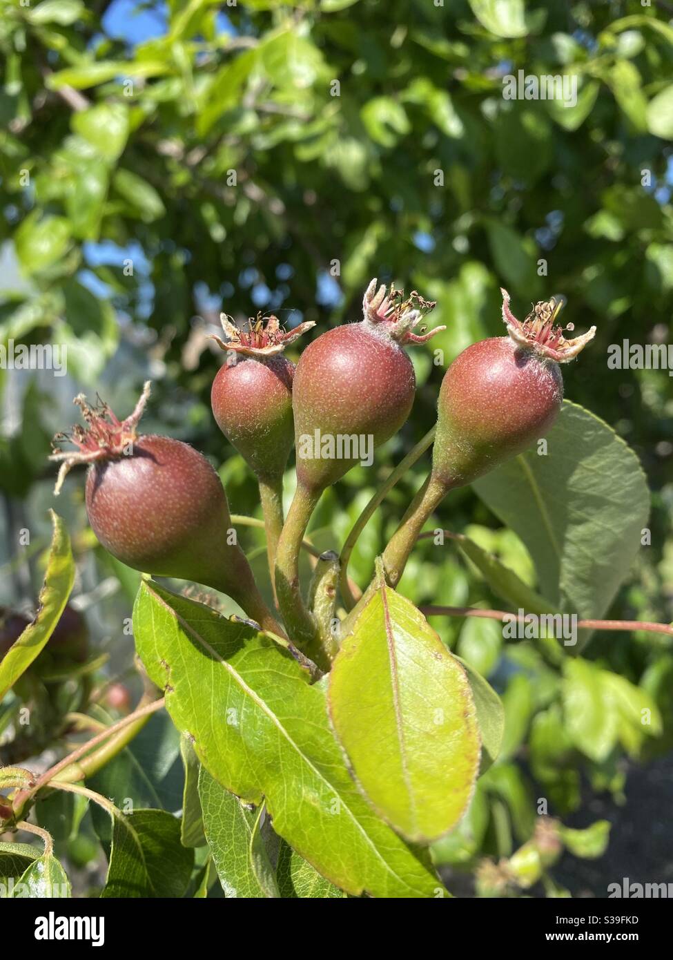 Pear williams tree hi-res stock photography and images - Alamy