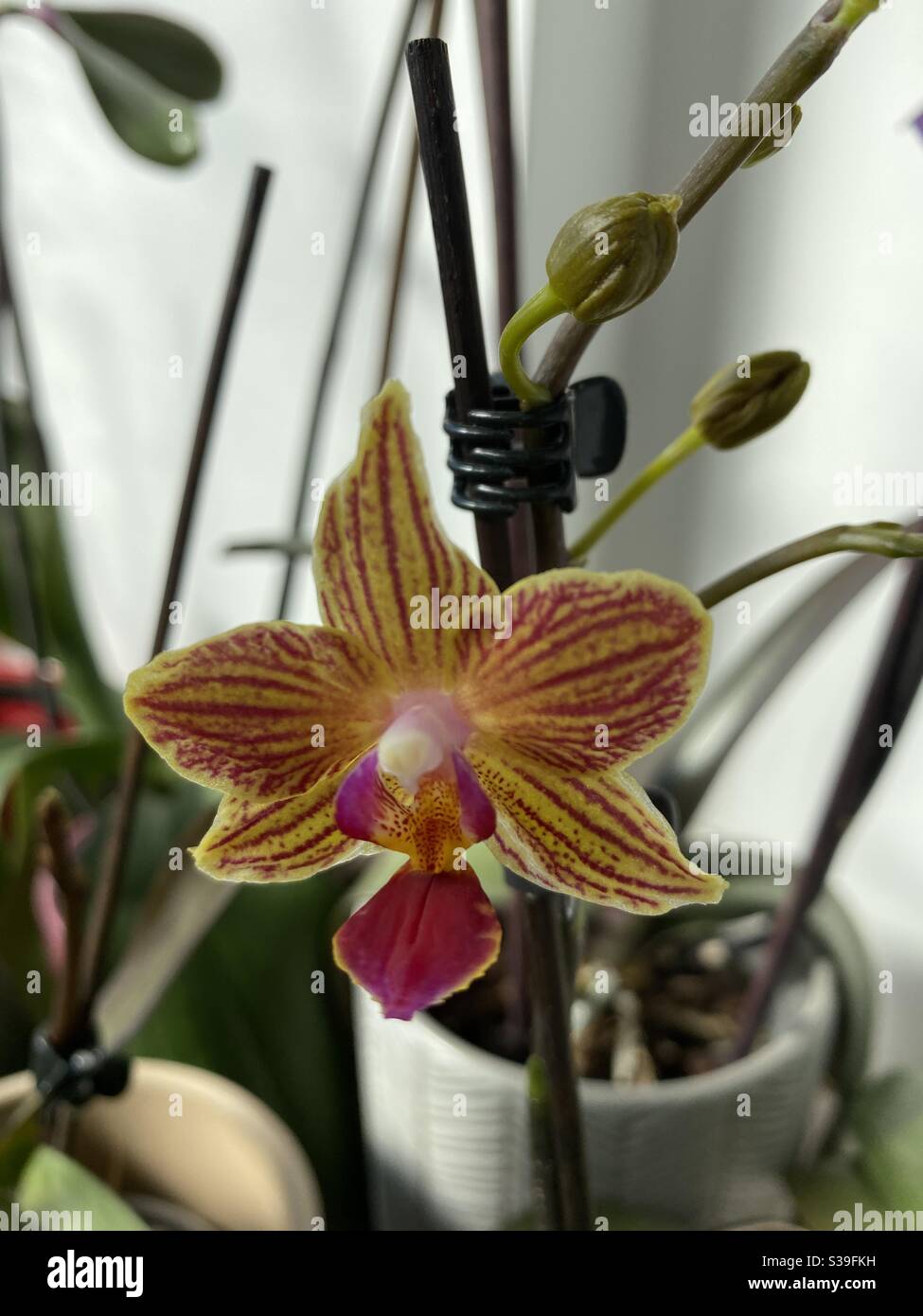 Striped Orchid High Resolution Stock Photography and Images - Alamy