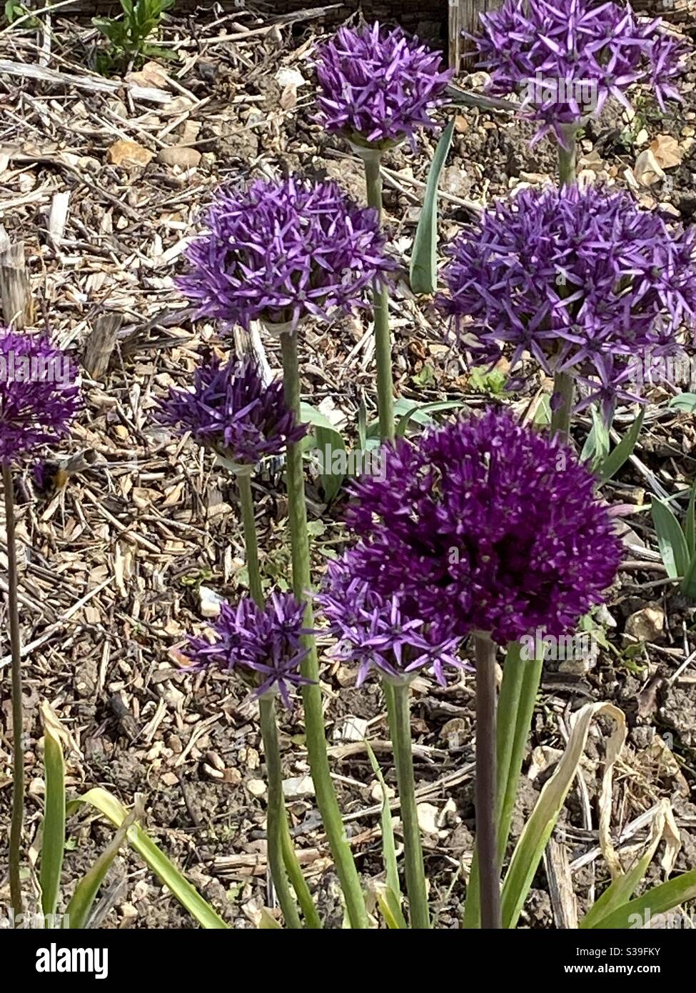 Purple alliums hi-res stock photography and images - Alamy