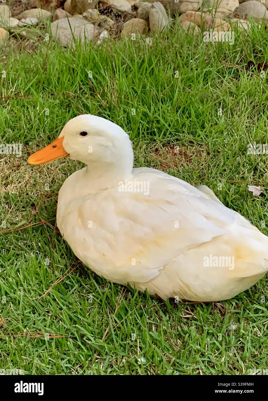 Pretty White Duck Stock Photo - Alamy