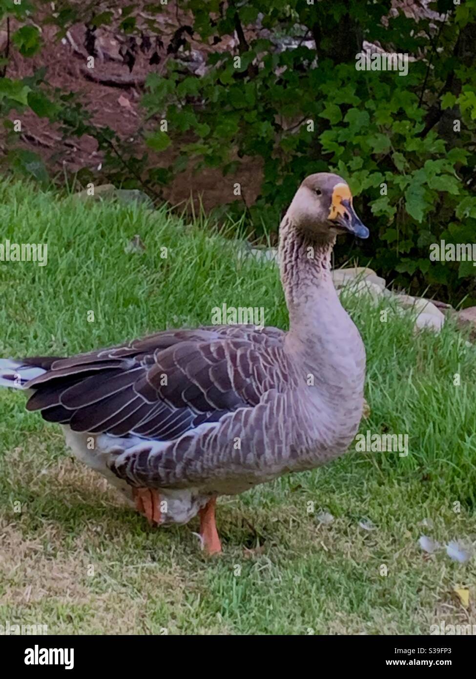 Grey goose hi-res stock photography and images - Alamy