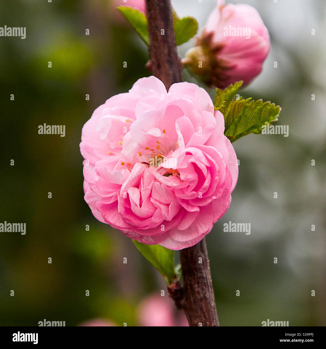 pink half closed blossom on a branch of an almond tree in the middle ...