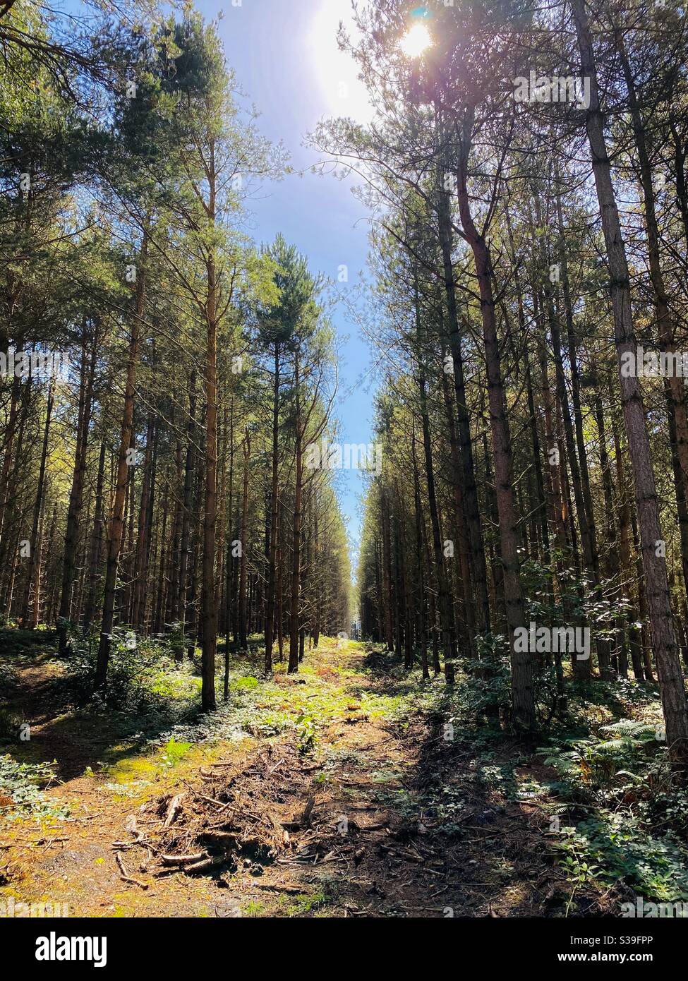 Sherwood pines hi-res stock photography and images - Alamy