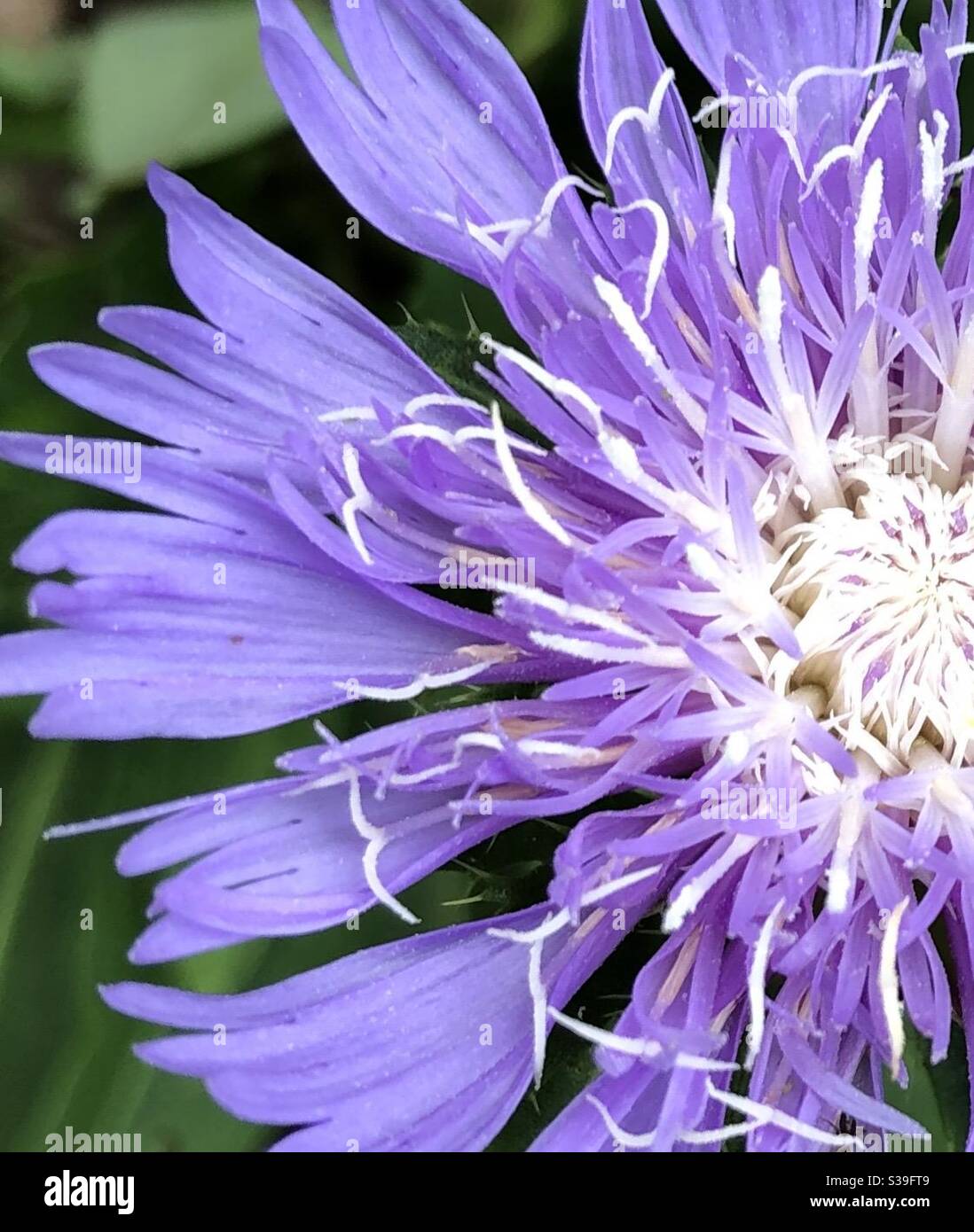 Perfect Purple background Stock Photo - Alamy