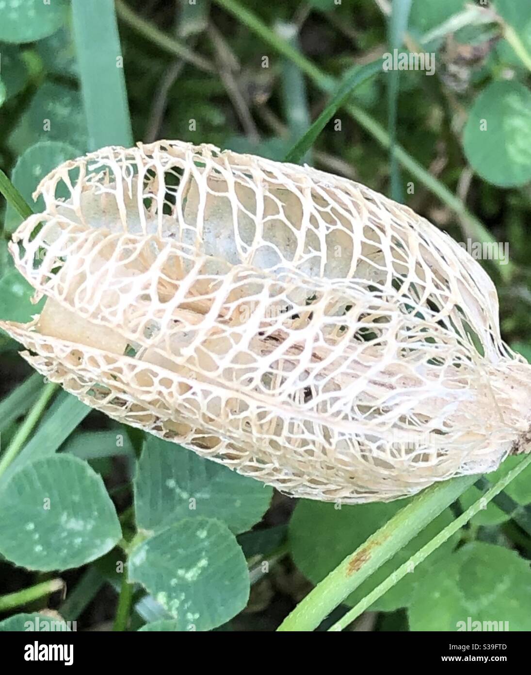 Yard weed hi-res stock photography and images - Alamy