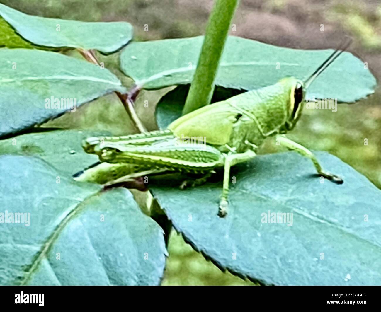 Short horned grasshopper hi-res stock photography and images - Alamy