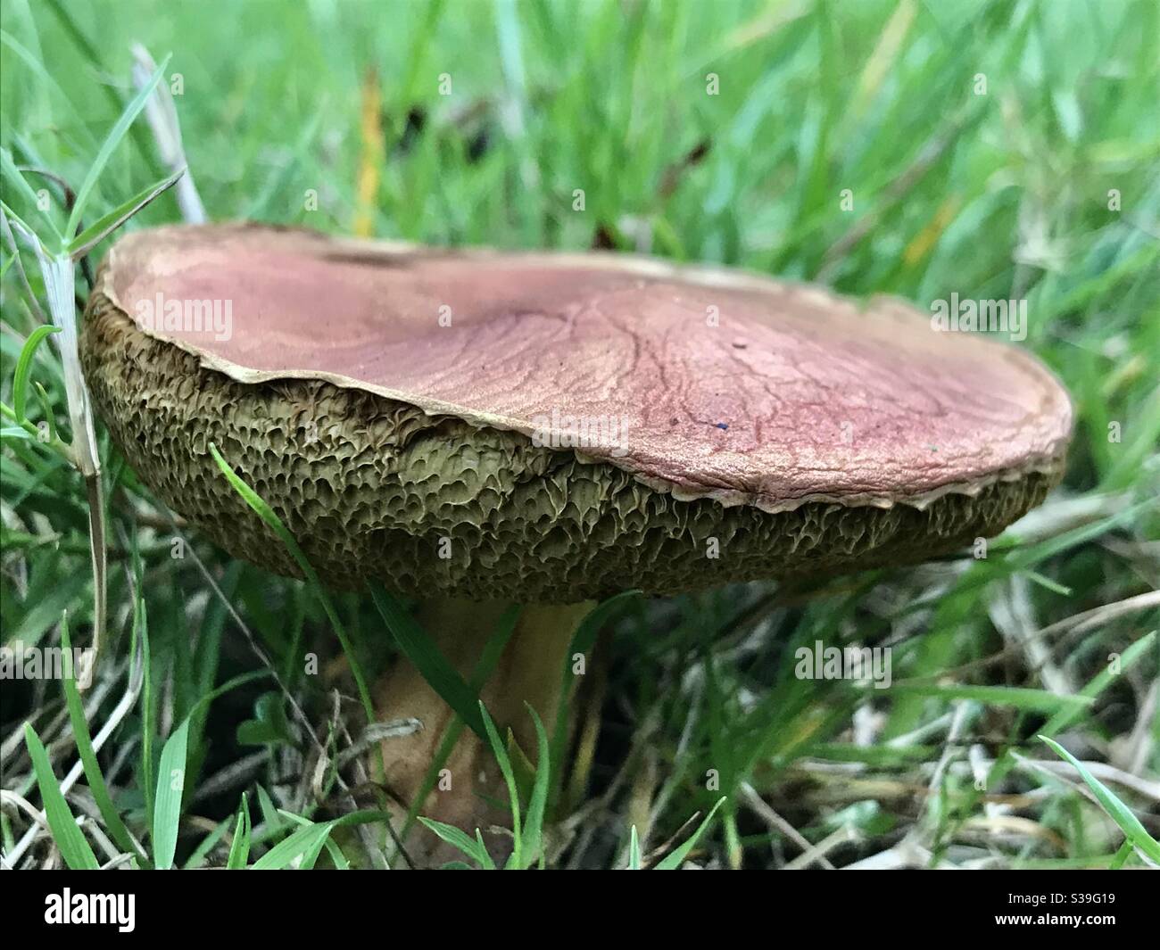 Bolete Mushroom Pores High Resolution Stock Photography and Images - Alamy