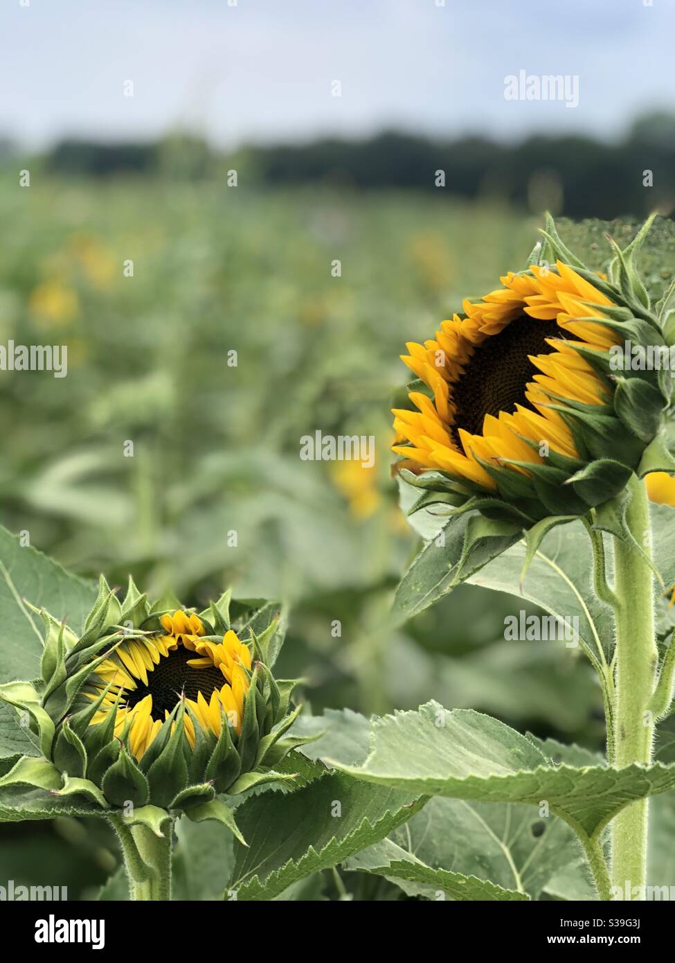 Sunflower day hi-res stock photography and images - Alamy