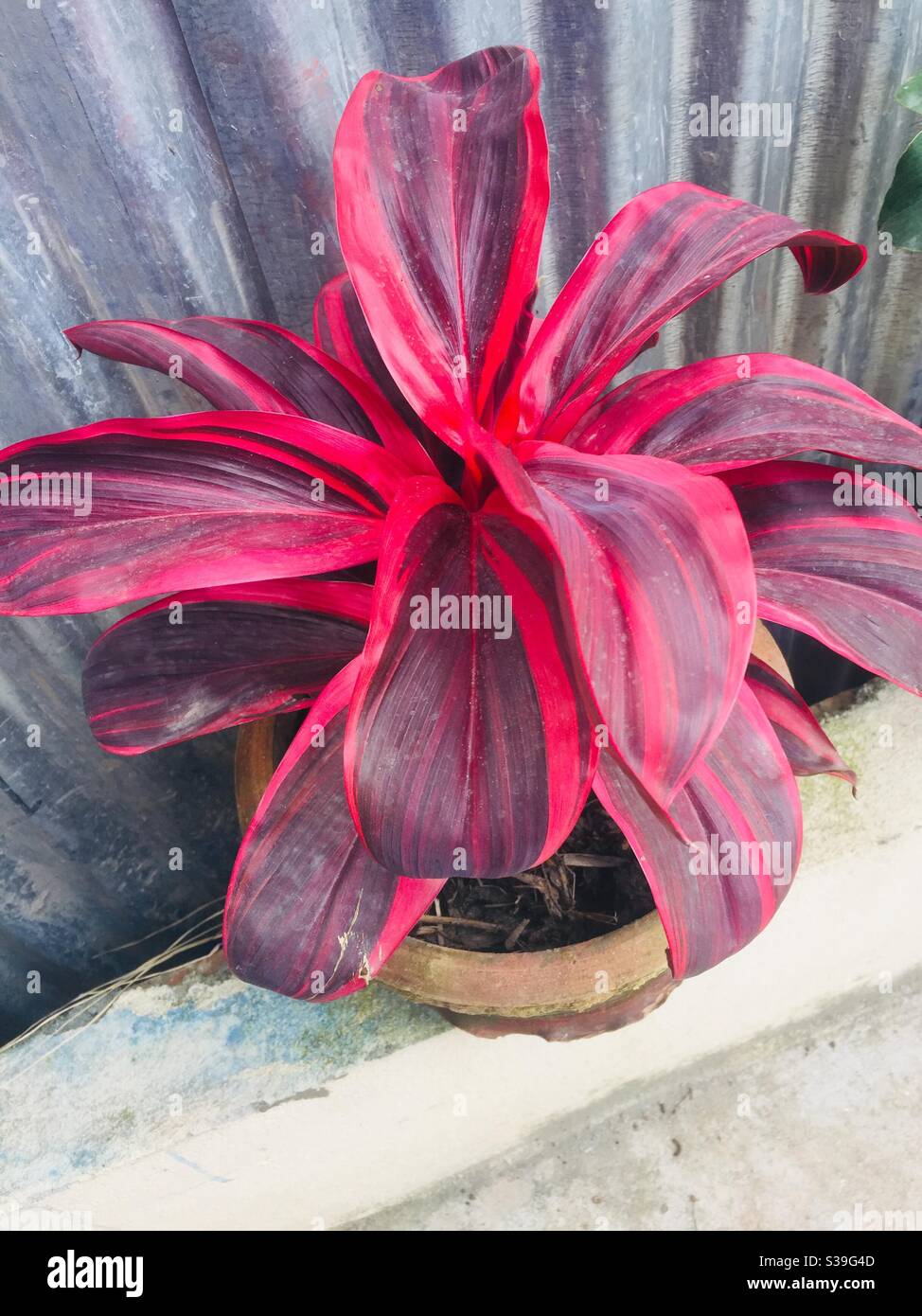 Maroon plant hi-res stock photography and images - Alamy