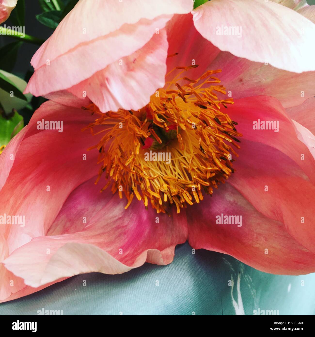 Beauty of decay hi-res stock photography and images - Alamy