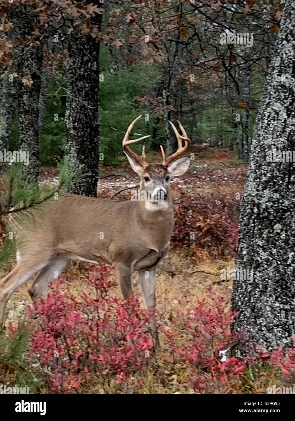 Buck horns hi-res stock photography and images - Alamy