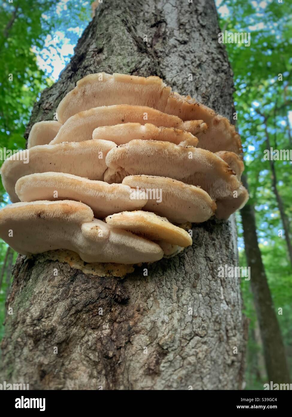 Tooth fungi hi-res stock photography and images - Alamy