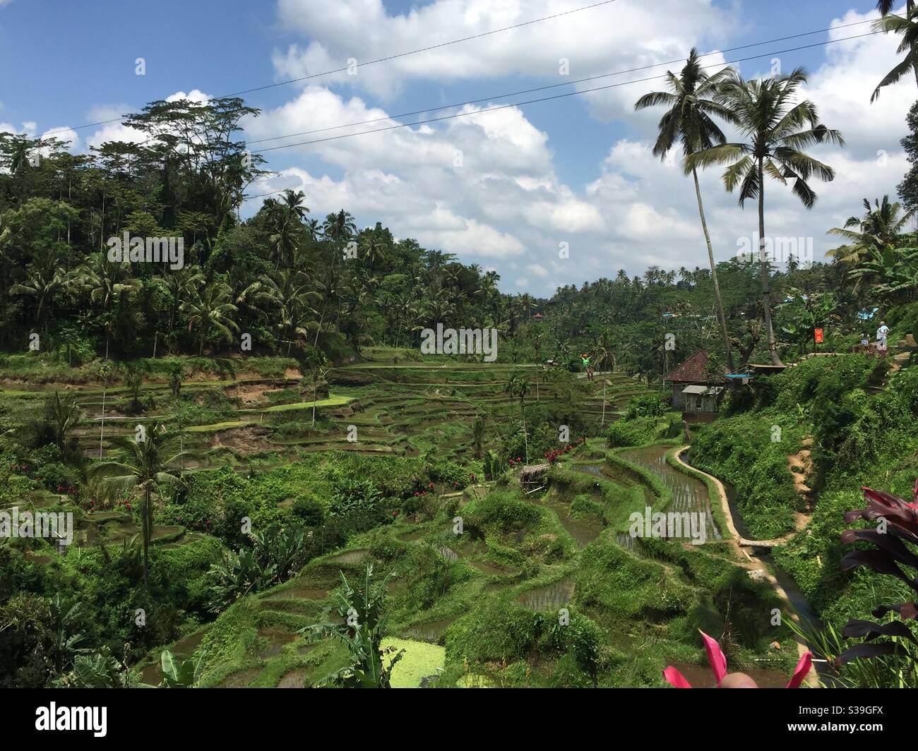 Bali rice fields Stock Photo - Alamy
