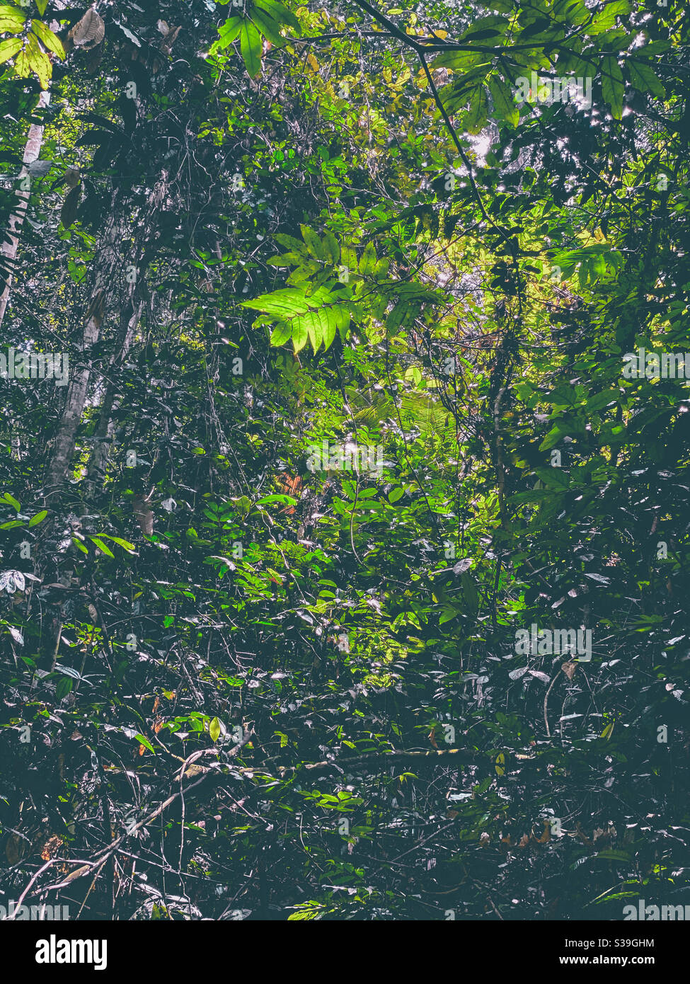 Beauty of the jungle hi-res stock photography and images - Alamy