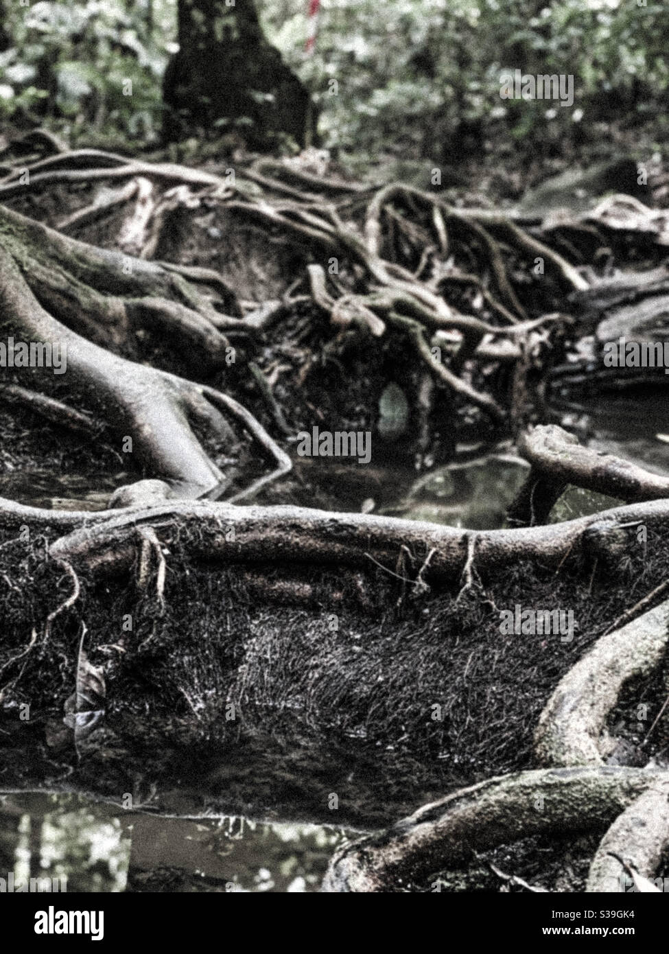 Jungle tree roots hi-res stock photography and images - Alamy