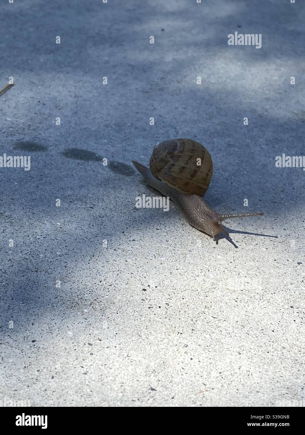 Snail outdoors hi-res stock photography and images - Alamy